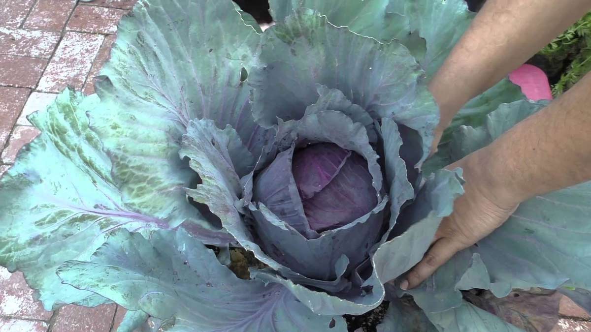 गार्डन में आप भी उगा सकते हैं Red Cabbage, जानें कैसे | how to grow red ...