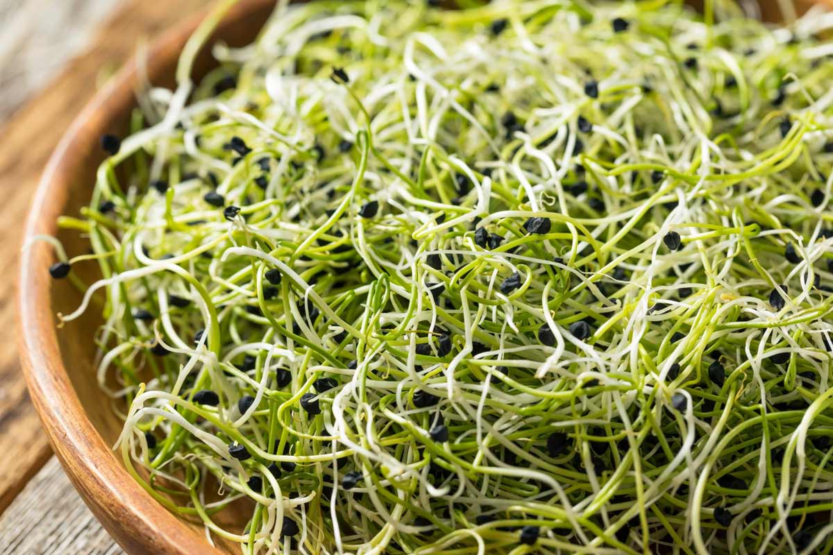 क्या होते हैं Alfalfa Sprouts? जानें बनाने का तरीका | how to make ...