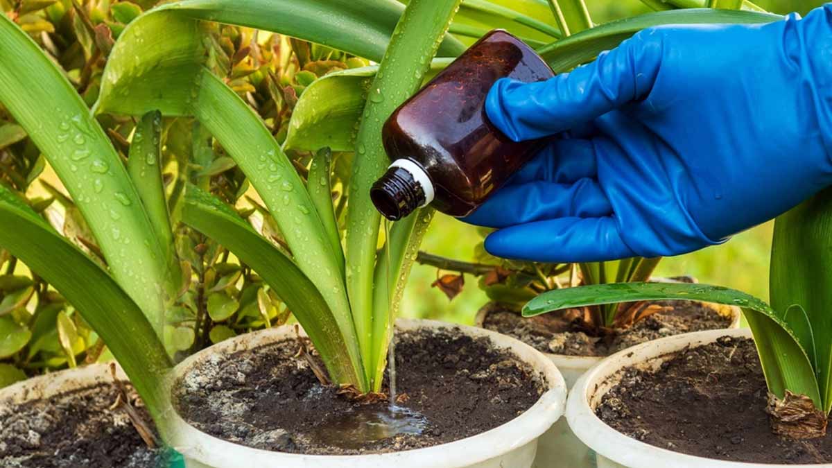 Best Liquid Fertilizer For Plants| पौधों के लिए सबसे अच्छी खाद कौन सी ...