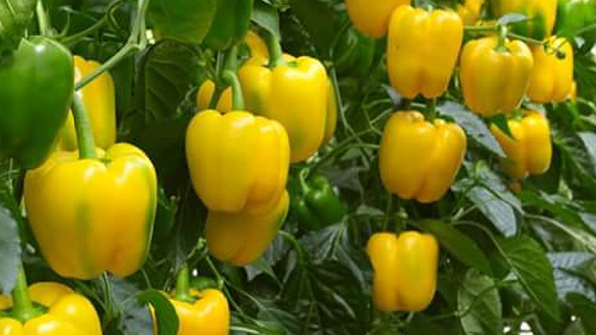 शिमला मिर्च का पौधा। Ways to Grow Yellow Capsicum at Home। Capsicum ...
