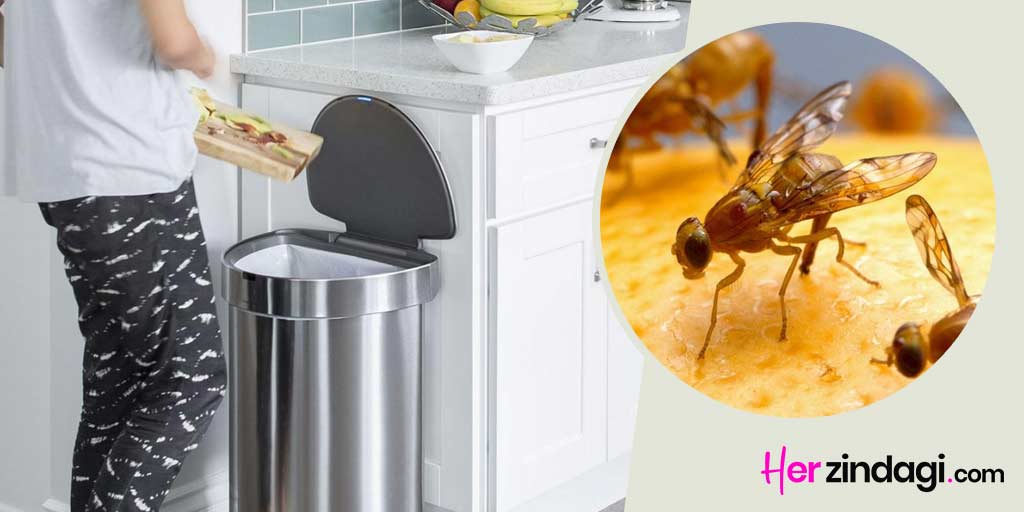 How To Get Rid Of Bugs From Kitchen Dustbin In Hindi-डस्टबिन बग्स को ...