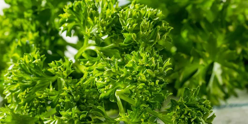 What is Parsley and How it is Used-क्या आप जानते हैं पार्सले का हिंदी ...