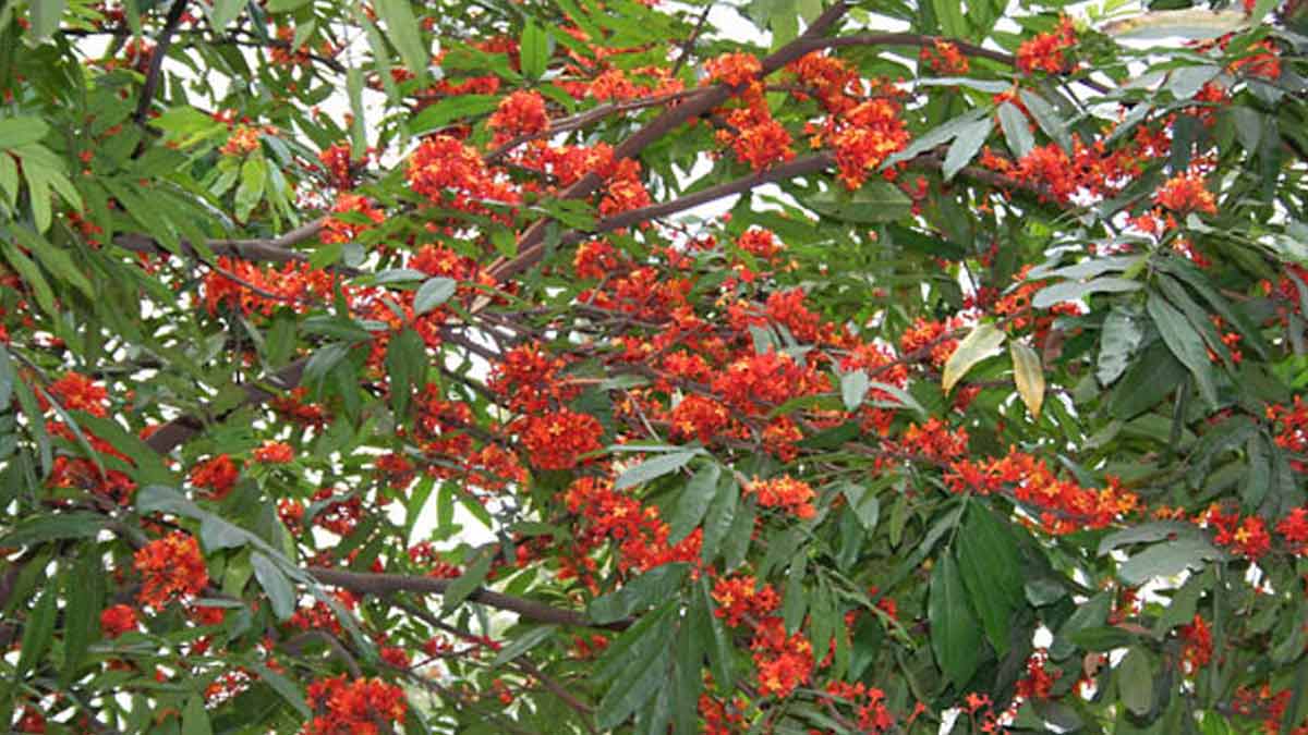 Ashoka Tree Vastu | किस दिशा में लगाएं अशोक का पेड़ | Ashok Tree Ke ...