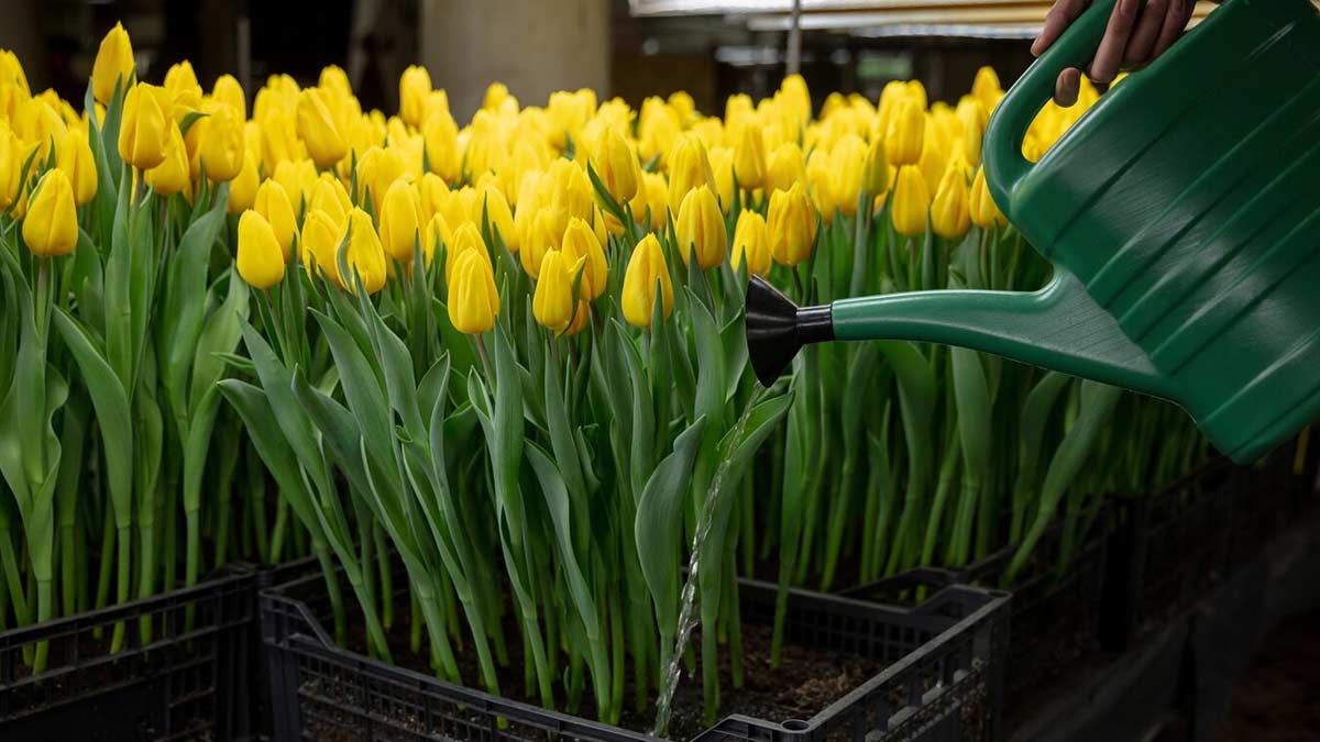 Baby Powder Gardening Hacks| बेबी पाउडर से जुड़े गार्डनिंग हैक्स| Baby ...