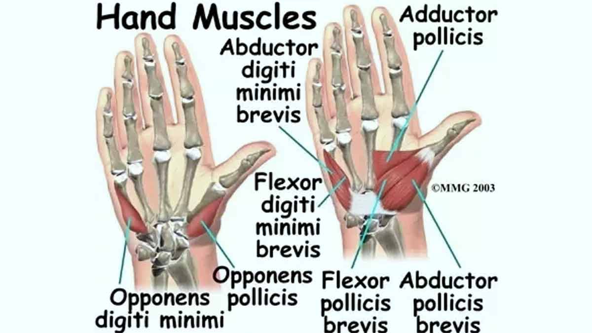 Why Can't You Move Ring Finger Independently| रिंग फिंगर को क्यों नहीं ...