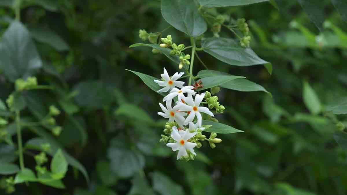 Parijat for Health|हरसिंगार के पत्ते के फायदे | Harsingar ke Fayade -इस ...