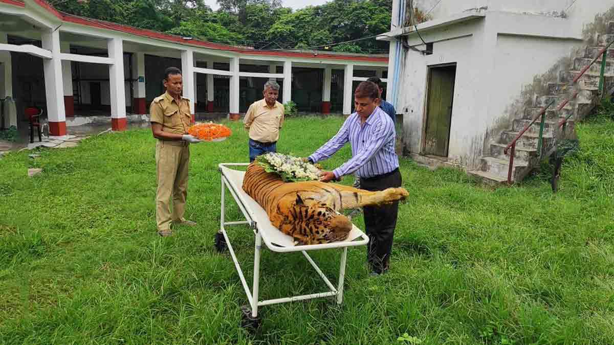 Oldest Tiger Raja Died। राजा टाइगर। Bengal Tiger Raja Ki Photo-Oldest ...