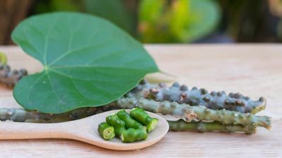 Can We Grow Giloy Plant at Home| गिलोय का पौधा कैसे उगाया जाता है ...
