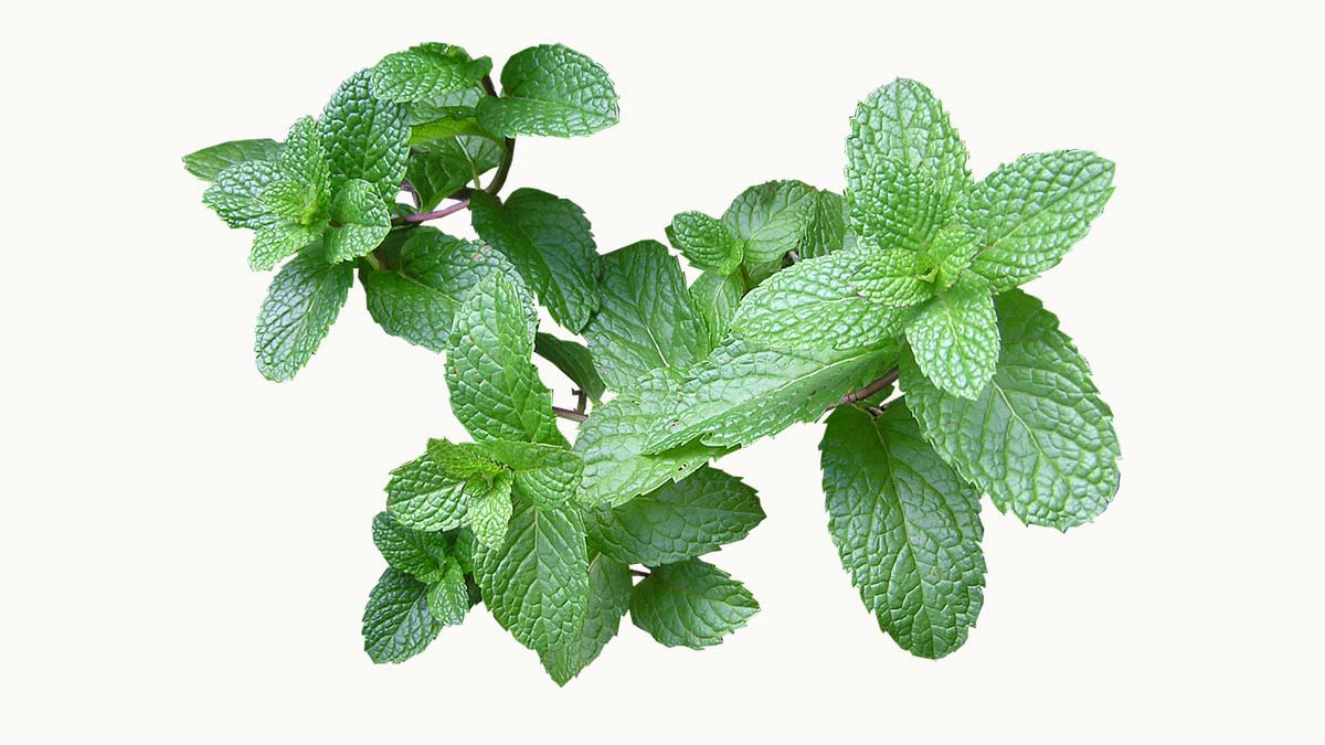Homemade Mint Hair Mask For Summer| पुदीने की मदद से बनाएं यह हेयर ...