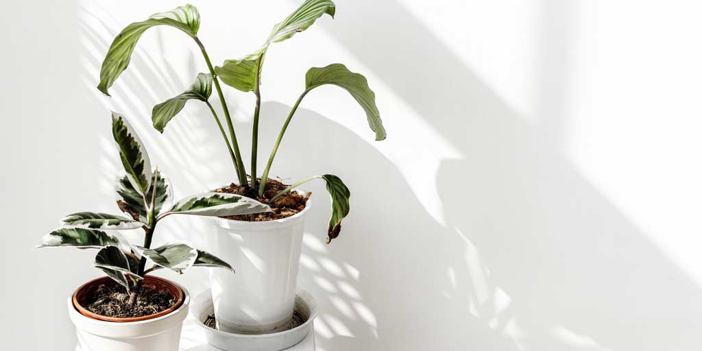 Signs That Your Houseplant Is Not Getting Enough Sunlight In Hindi ...