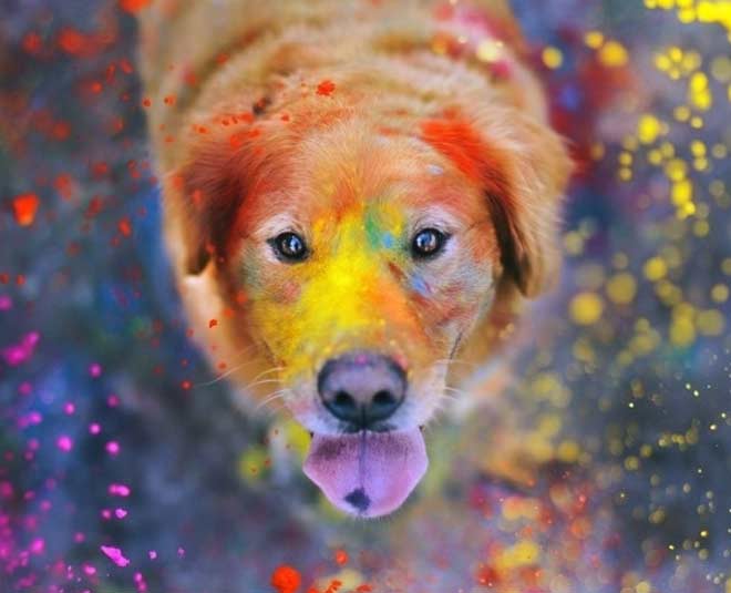 Here’s How You Can Take Care Of Your Pets During Holi! | Herzindagi