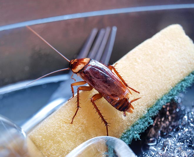 Boric Acid For Cockroaches In Hindi Boric