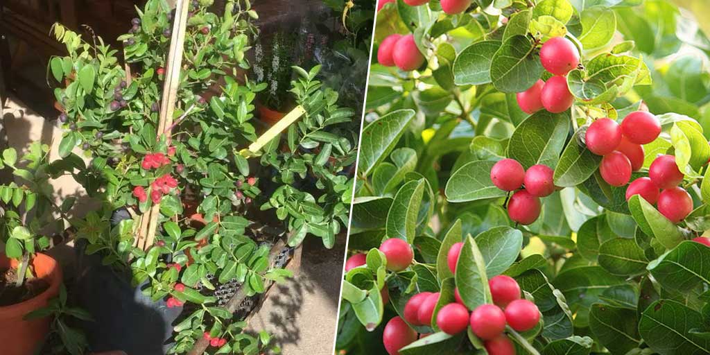 How To Grow Karonda Plant At Home In HIndi-घर पर करोंदा का पौधा लगाने ...