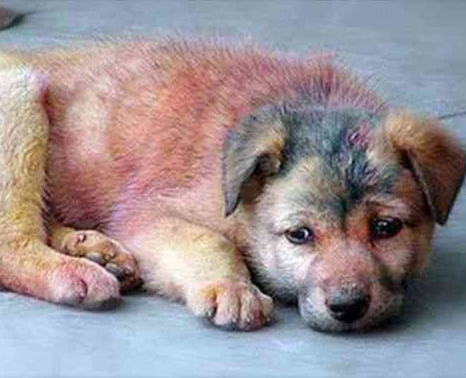 Here’s How You Can Take Care Of Your Pets During Holi! | Herzindagi