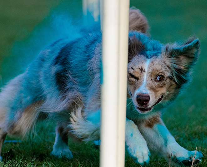 Here’s How You Can Take Care Of Your Pets During Holi! | Herzindagi