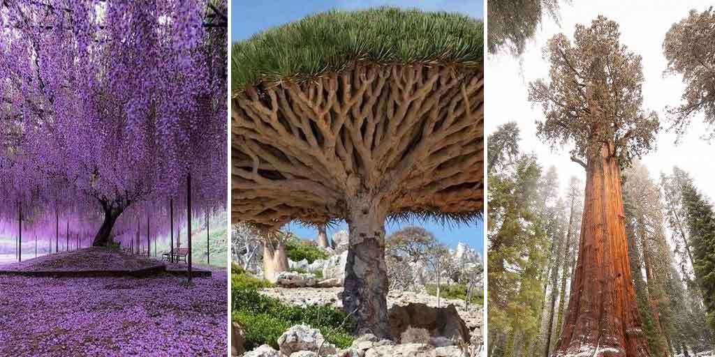 Unique And Spectacular Trees Around the World In Hindi-दुनिया के इन ...