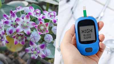 Paneer Ke Phool Benefits For Diabetics By Expert -Paneer Ke Phool ...