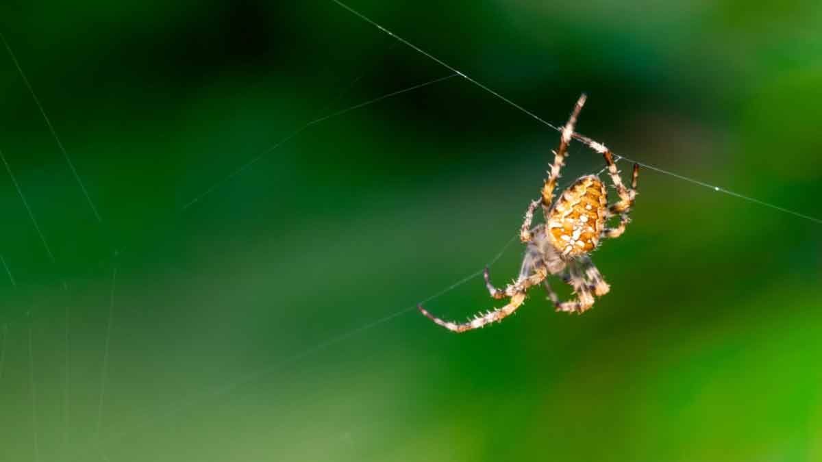 घर में लगे मकड़ी के जाले से छुटकारा पाने के तरीके | how to clean spider ...