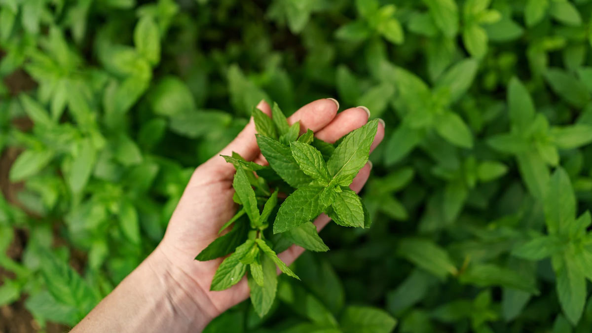 Mint Leaves Uses Pudina Ke Patte Se