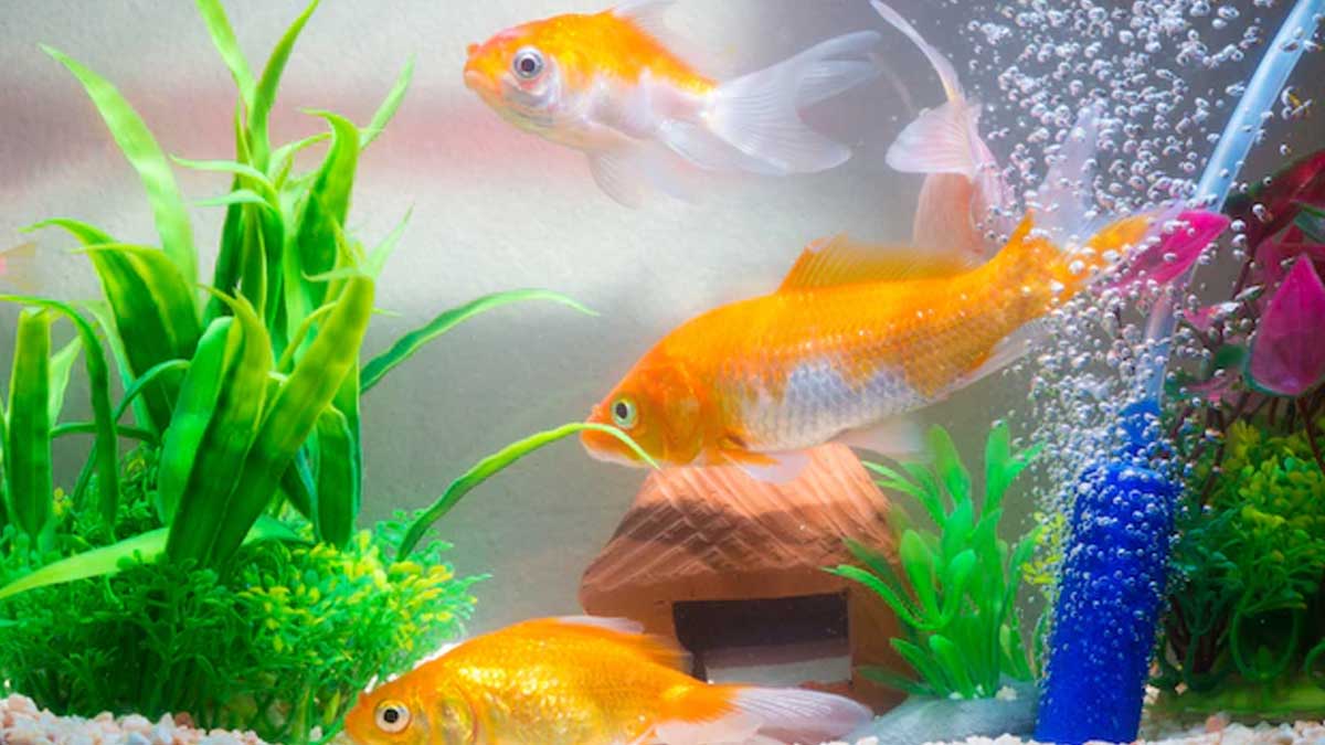 How Do You Take Care Of A Goldfish For Beginners?|गोल्ड फिश की देखभाल ...
