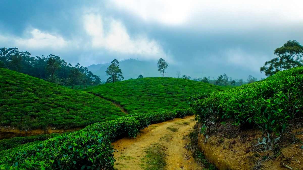 Ponmudi Trip planing| पोनमुडी हिल स्टेशन | Ponmudi Ghumne Ki Jagah ...