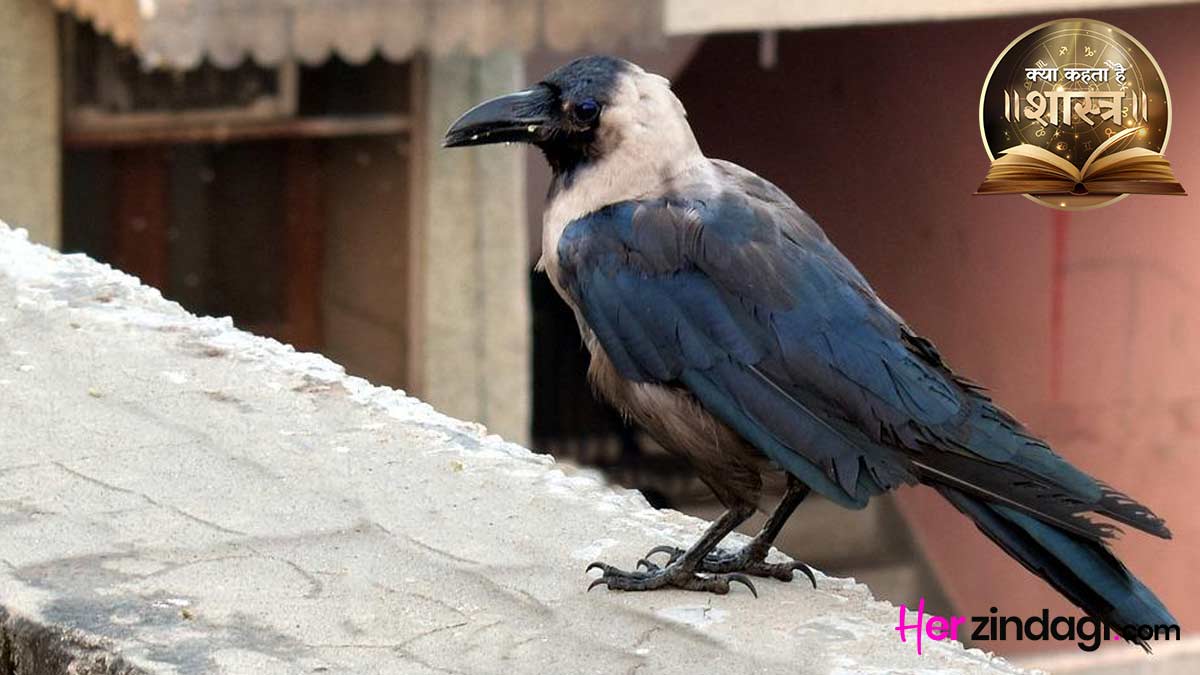 Significance of Crows Coming To Your House In Hindi | कौए के आने का ...