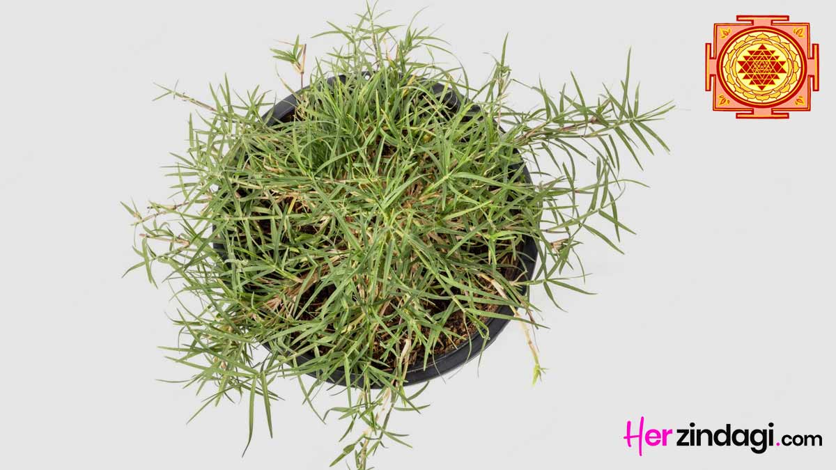 Durva Grass In Hindi| बरमूडा घास | Bermuda घास | vastu tips for placing ...