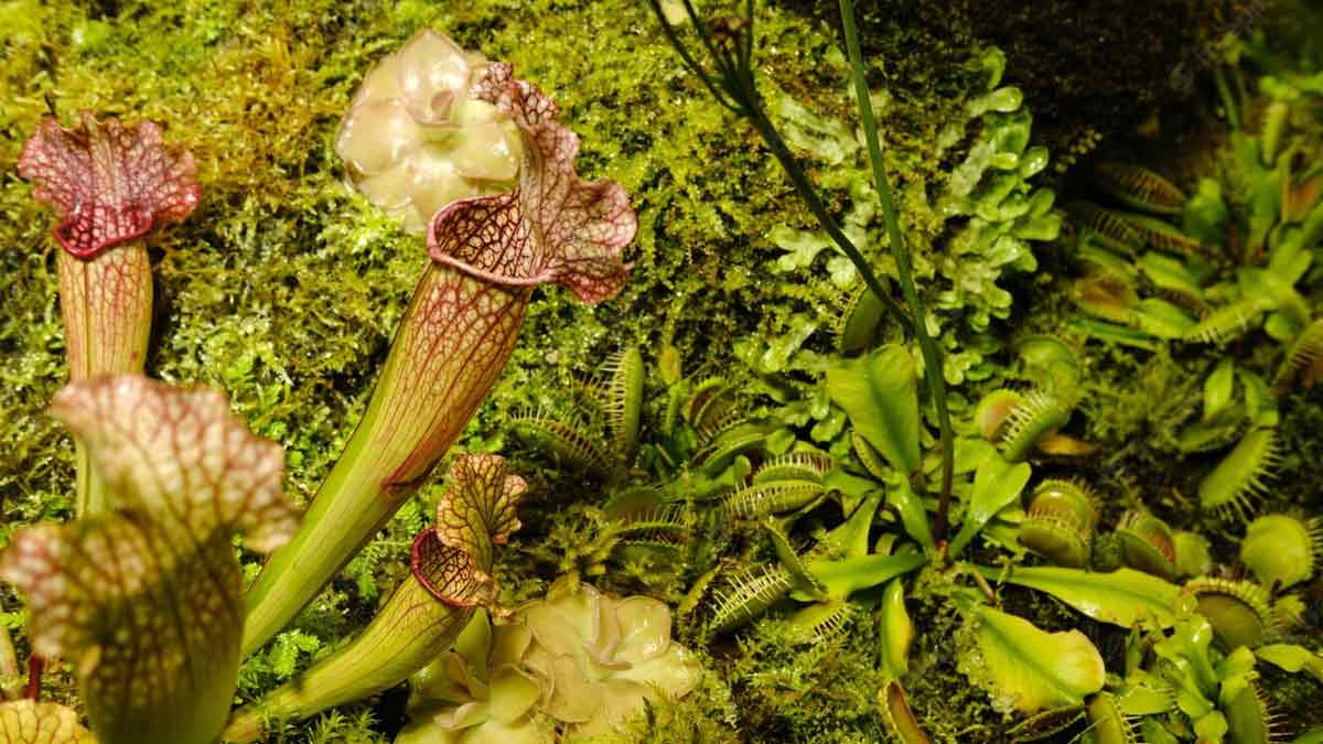 Carnivorous Plants|कीड़े खाने वाले पेड़-पौधे|Kaunsa Paudha Kida Khata ...
