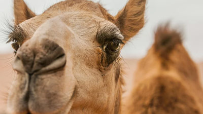 Fengshui Tips In Hindi | lucky fengshui tips for love marriage and ...