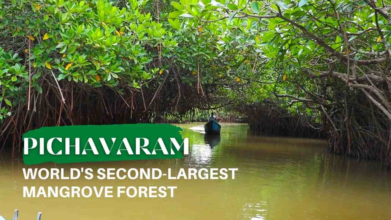 Know About Pichavaram Mangrove Forest| पिचावरम मैनग्रोव जंगल के बारे ...