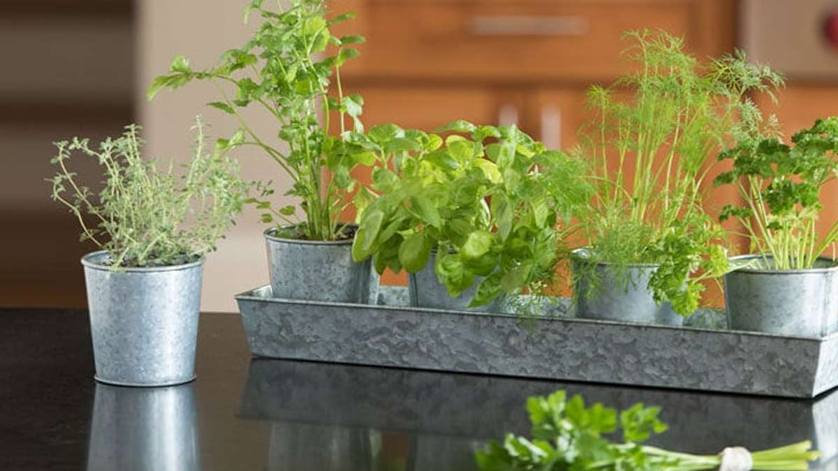 Edible Kitchen Plants|एडिबल प्लांट्स|Edible Plants Kitchen Ke Liye