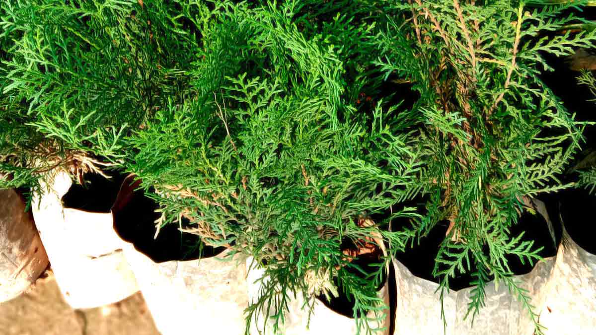 Morpankhi Plant | मोरपंखी पौधे के उपाय | Morpankhi Plant Ke Labh