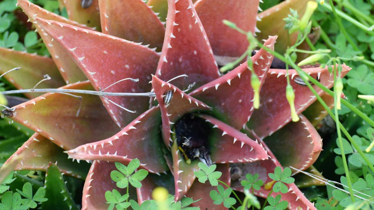 Red Aloe Vera Uses For Skin| स्किन की केयर करने के लिए रेड एलोवेरा| Red ...
