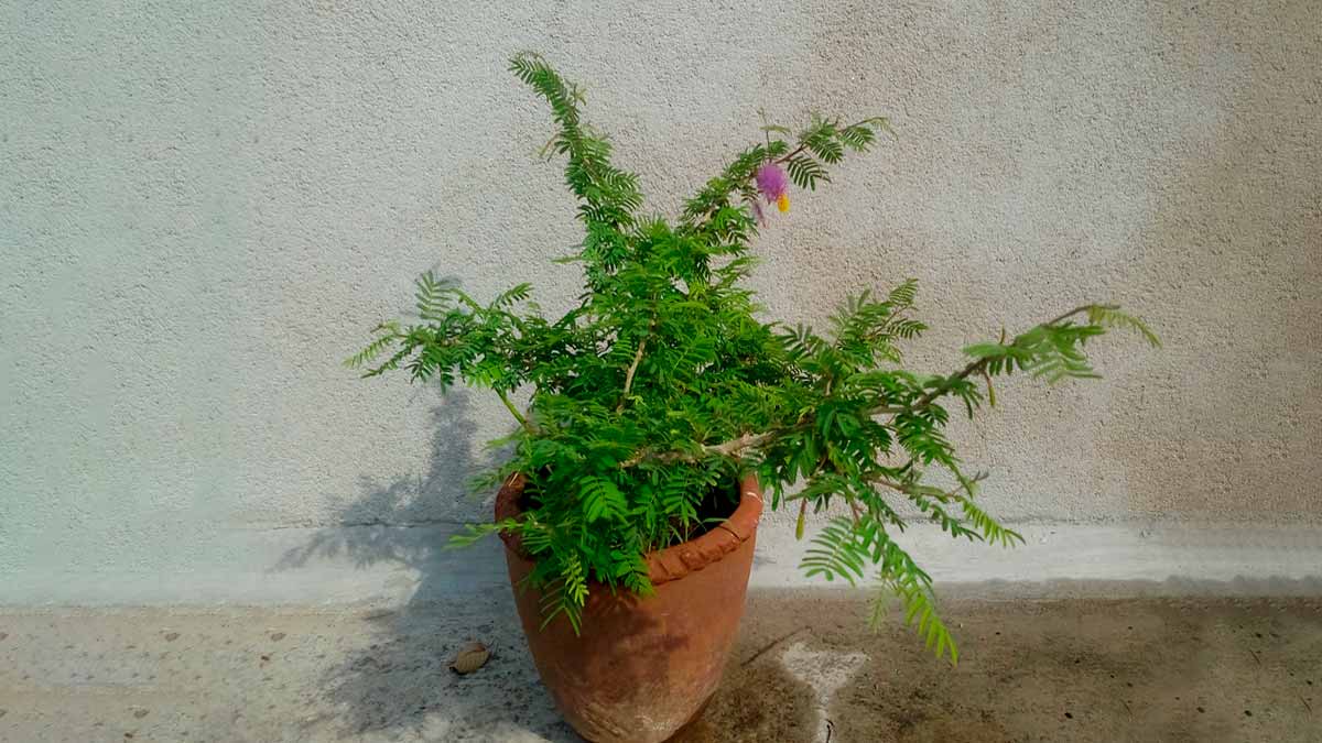 Significance Of Shami Plant | शनिवार के उपाय | Dhan Ke Upay Hindi Me ...