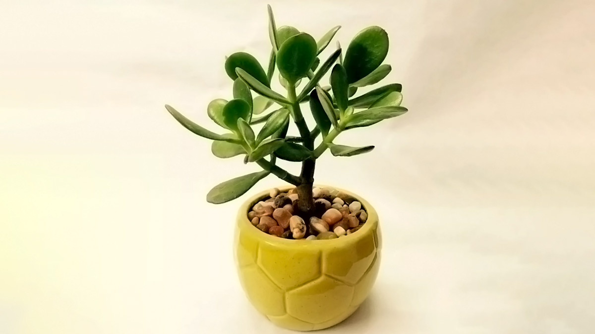 Kuber Plant For Money|धन लाभ के लिए पौधा | Paiso Ka Paudha ...