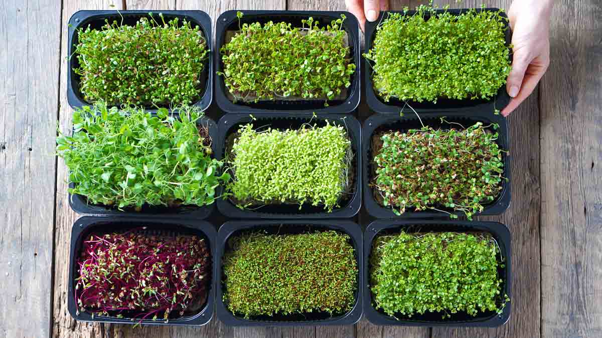 How To Grow Microgreens|माइक्रोग्रीन्स के फायदे| Microgreens Lagane Ka ...