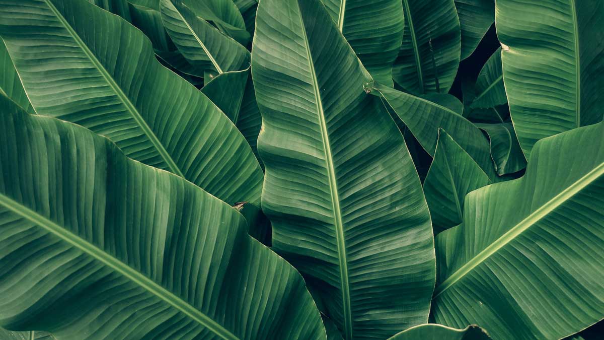 Married Life Remedies|वैवाहिक जीवन के उपाय | Kele Ke Patte Ke Upay ...