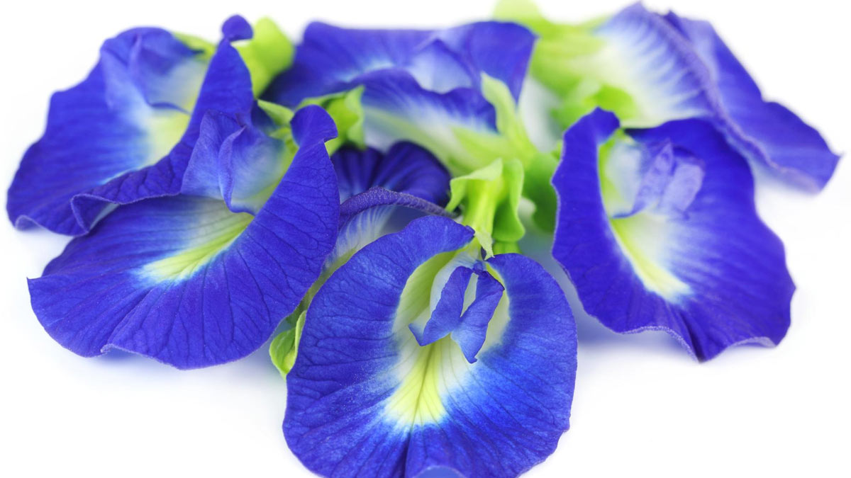 Significance Of Aparajita Flower| अपराजिता के उपाय | Aparajita Ke Totke ...