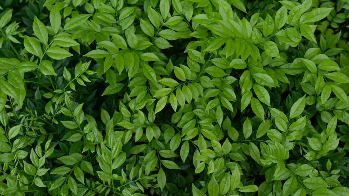 Benefit Of Leaves Health Tips In Tamil | மூலிகை செடிகள் பயன்கள் ...