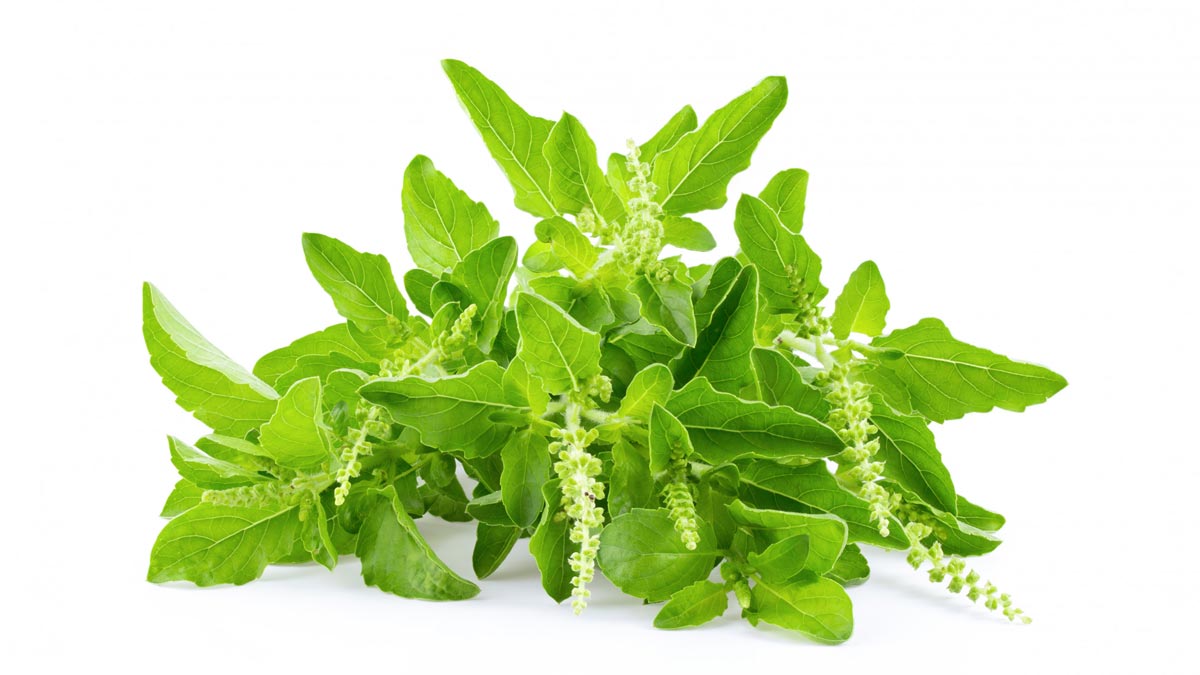 இந்த 6 இலைகளை மென்று வருவதால் நோய்கள் எல்லாம் பறந்து ஓடுமா!!! | benefit ...