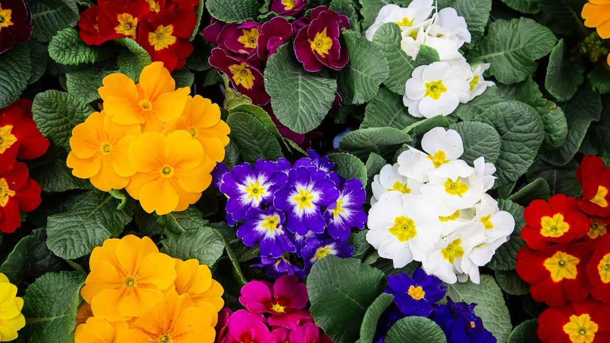 सदाबहार फूल वाले पौधे। 12 Month Flowering Plants। Pure Varsh Khile ...