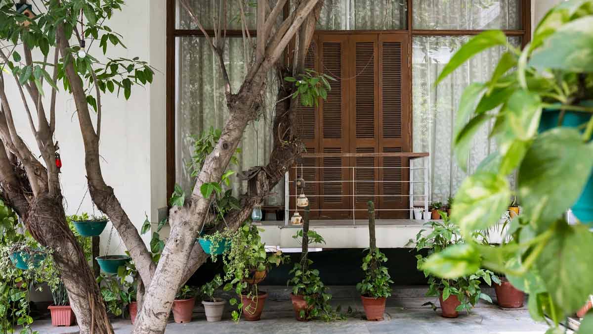 Neem Tree In House|घर में नीम का पेड़ लगाना |Ghar Mein Neem Ka Ped Kyu ...