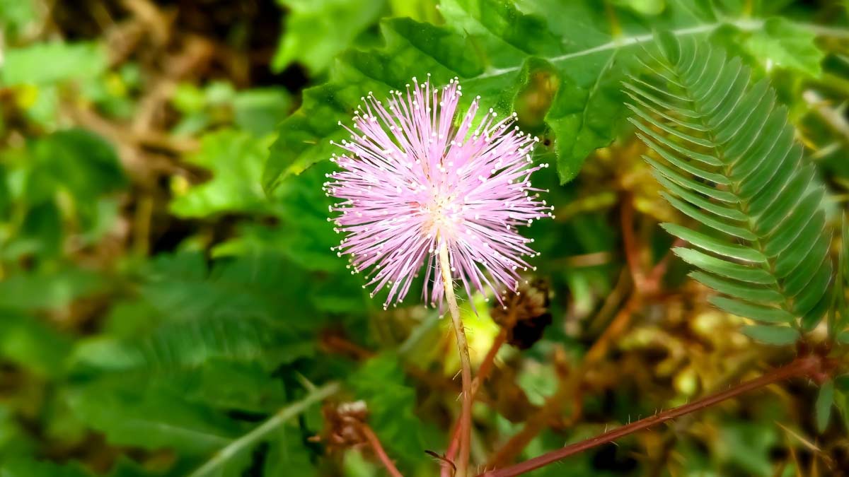 Significance Of Shami Plant | दशहरा के उपाय | Dhan Ke Upay Hindi Me ...