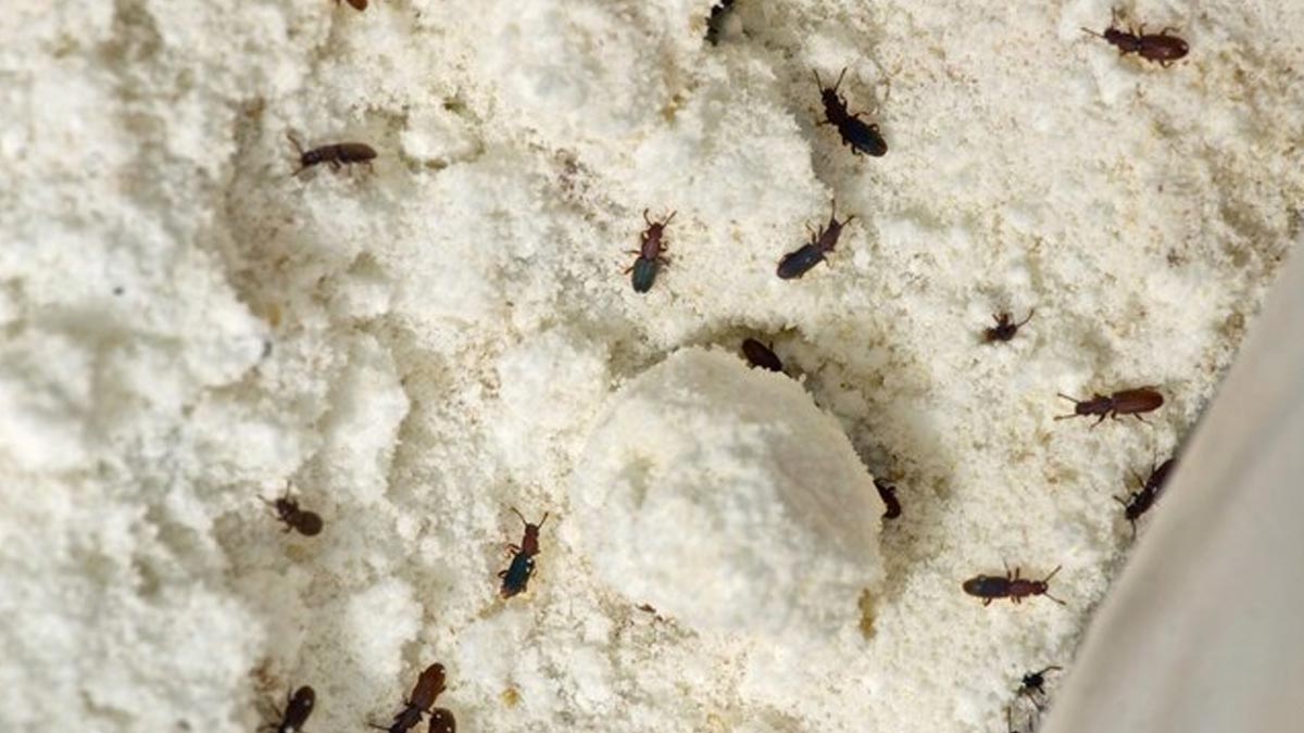 Flour Bugs Remove Tips| आटा कैसे स्टोर करें| Aate Mein Kide Pad Jaaye ...