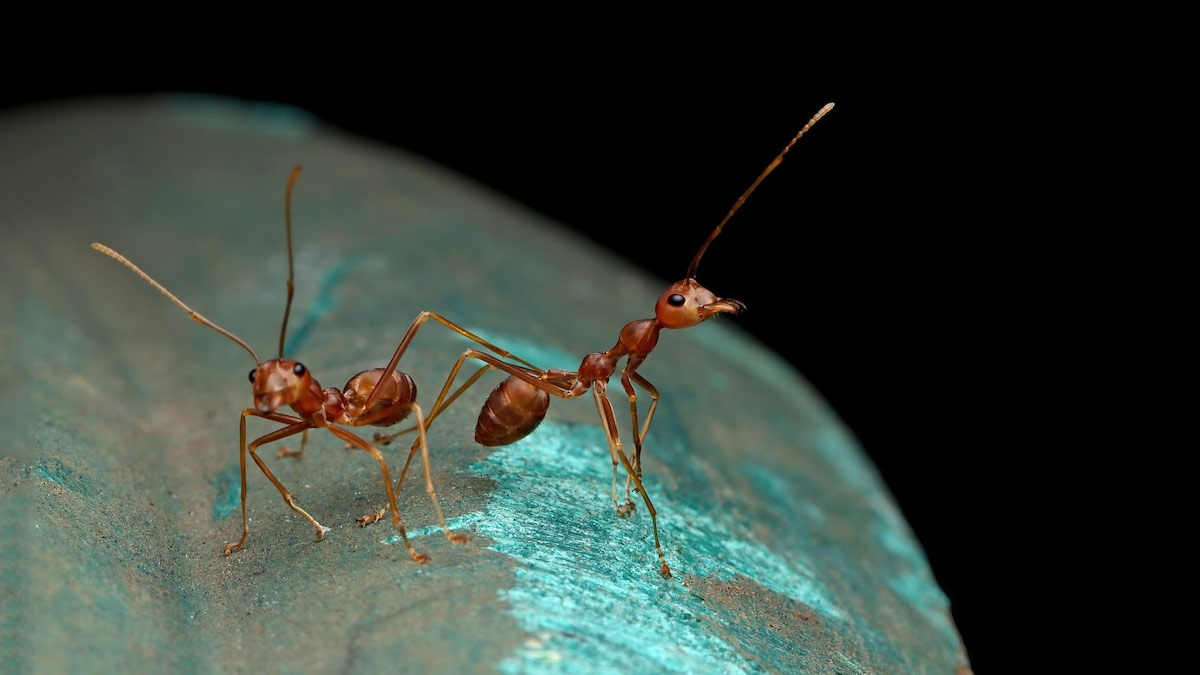 Interesting Facts About Ants। चीटियां सोती क्यों नहीं हैं। Do Ants Ever ...