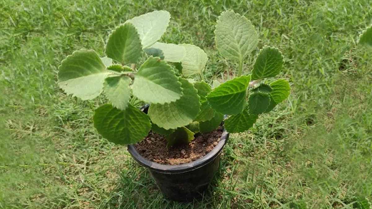 How To Grow Ajwain Plant|अजवाइन खाने के फायदे और नुकसान| Ajwain Plant ...
