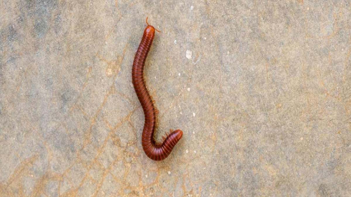 How To Get Rid Of Millipedes | कीड़े भगाने के उपाय| Gojar Dur Karne Ke ...