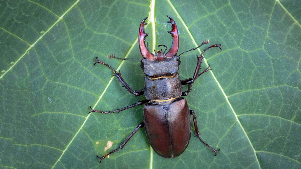 Beetle At Home| कीड़े भगाने के उपाय| Beetle Bugs बीटल कीड़ा-इस कीड़े के ...