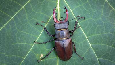 कीड़े भगाने के उपाय| How To Get Rid Of Stink Bugs| Insect Ko Kaise ...