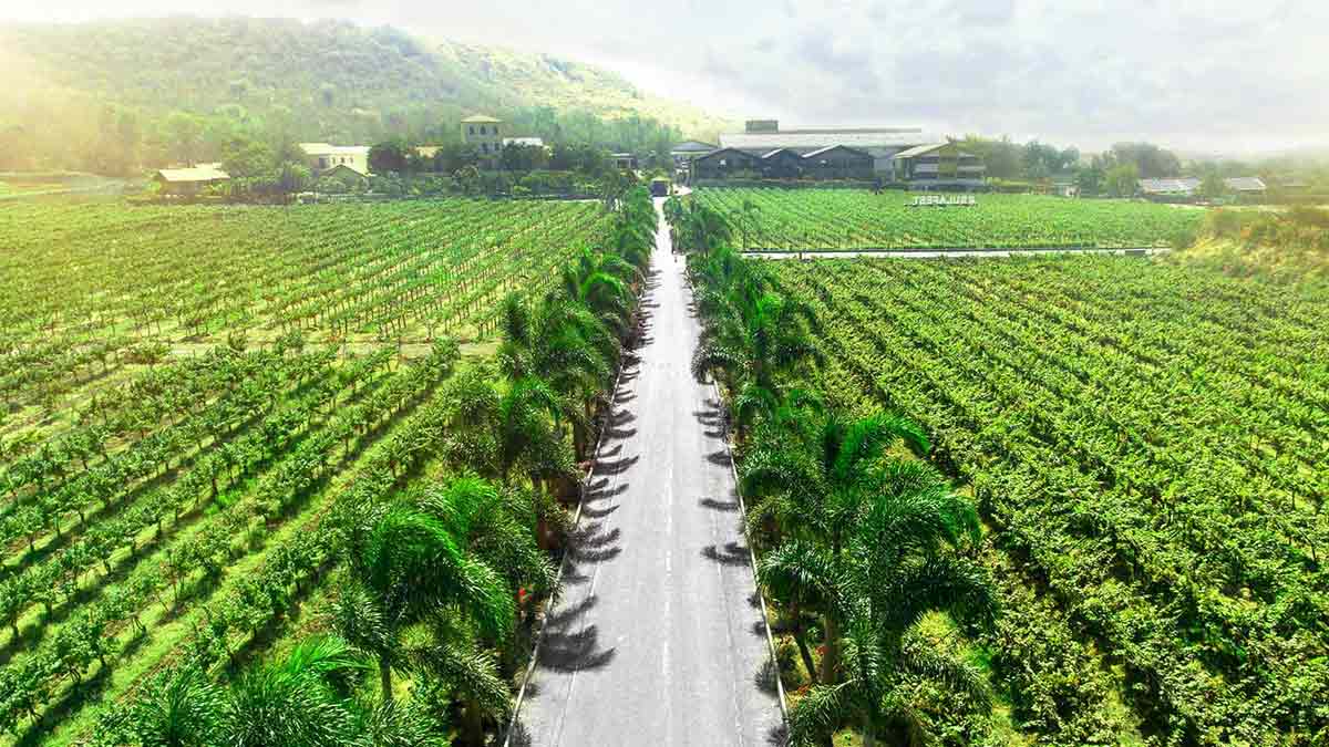 5 Famous Vineyards You Should Visit In India | HerZindagi